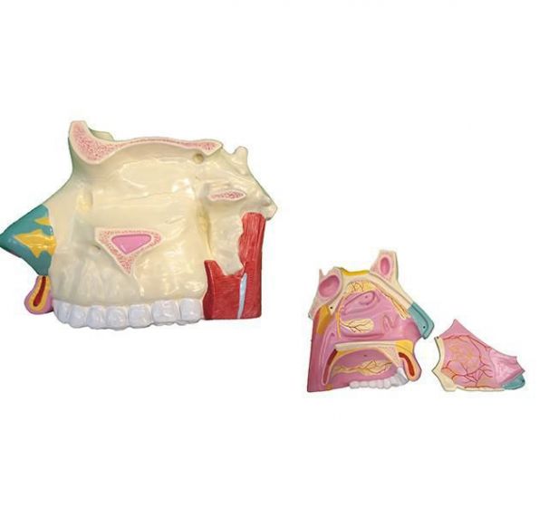 Mediprem 2-part nasal septum model at £188.86