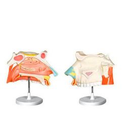 Mediprem 2-part nasal septum model at £188.86