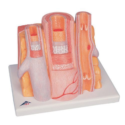 3B MICROanatomy™ Artery and Vein G42 for £261.82 in Heart anatomy model