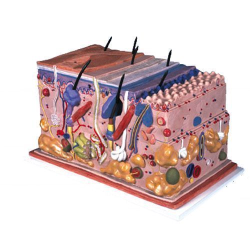 Skin Block Model 70 times enlarged J13 for £298.04 in Epidermis model