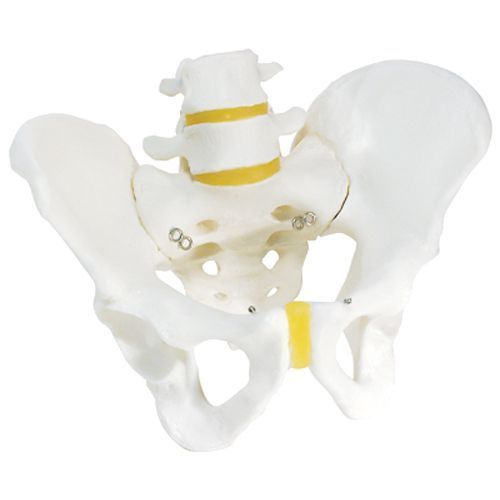Male Pelvic Skeleton model A60 for £70.37 in Human pelvis model