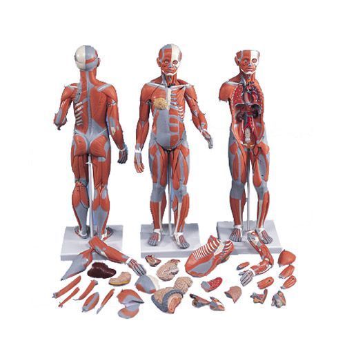 Complete Female Muscular Figure B56 for £2,811.68 in Muscle model