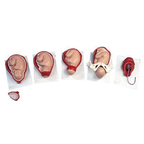 Birthing Process model VG392 for £822.70 in Pregnancy model