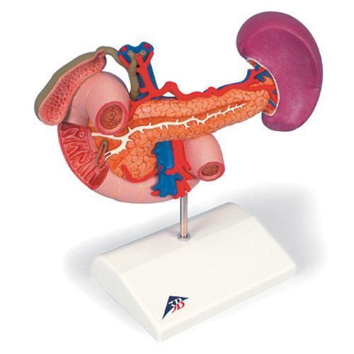 Epigastrium model with posterior organs K22/2 for £157.30