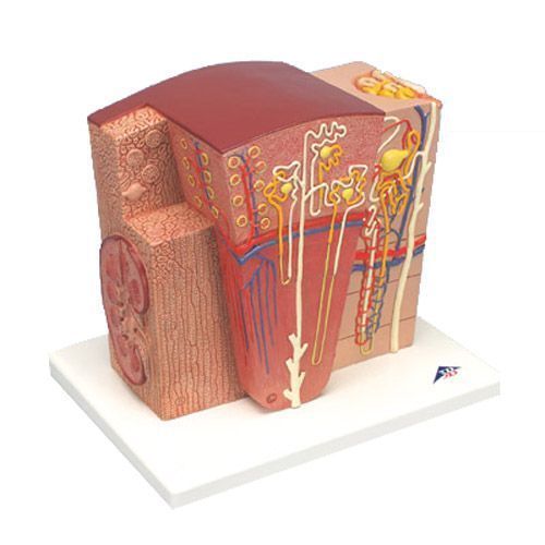 3B MICROanatomy™ Kidney K13 for £263.89 in Urinary system model