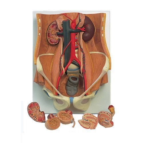 Dual Sex Urinary System Model K32 For £48845 In Urinary System Model 0044