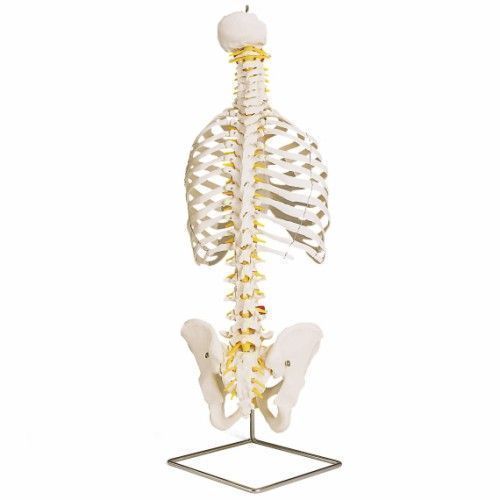 Classic Flexible Spine model with ribs A56 for £217.84 in Human spine model