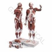 Life size Male Muscle Figure 37 parts VA01 for £7,616.47 in Muscle model