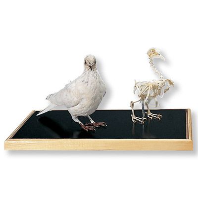 Dove skeleton and Stuffed dove (Columba palumbus) T31005 à £457.06