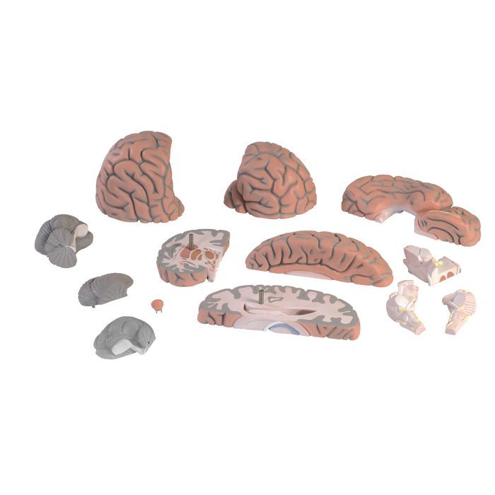 Giant Brain model in 14 parts VH409 for £827.88 in Brain anatomy model