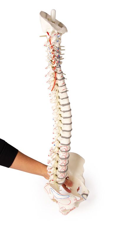 Vertebral column w/ pelvis and muscle markings Erler Zimmer for £308.17