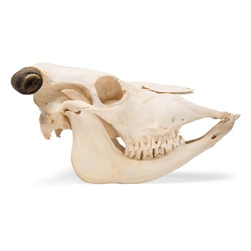 Cow Skull (Bos taurus) T30015 à £509.14