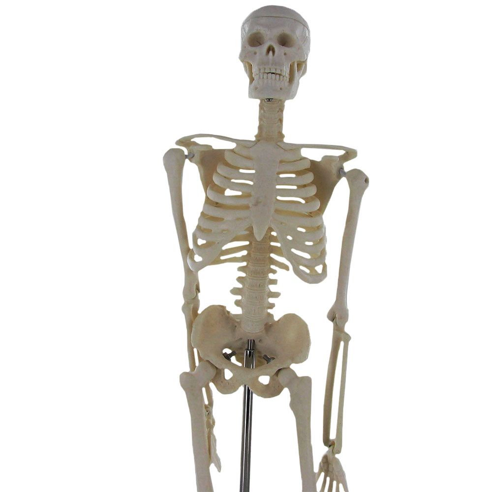 Mediprem human skeleton model 45 cm tall at £25.78