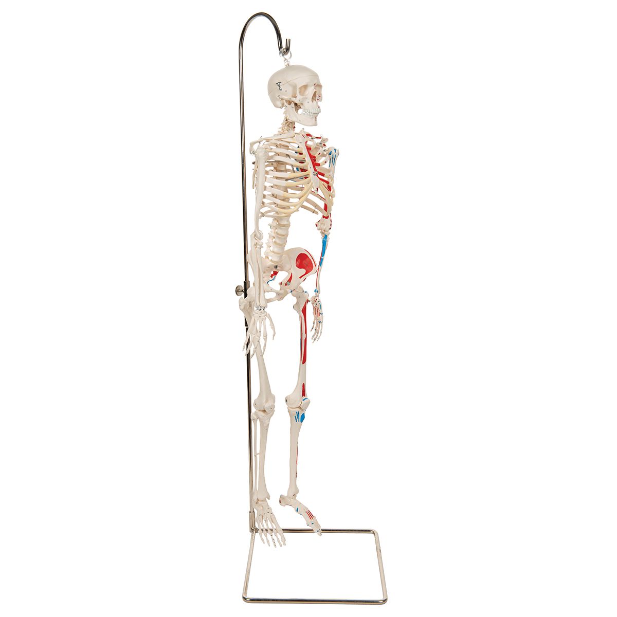 Mini Human Skeleton, Shorty, painted muscles and hanging stand A18/6 ...