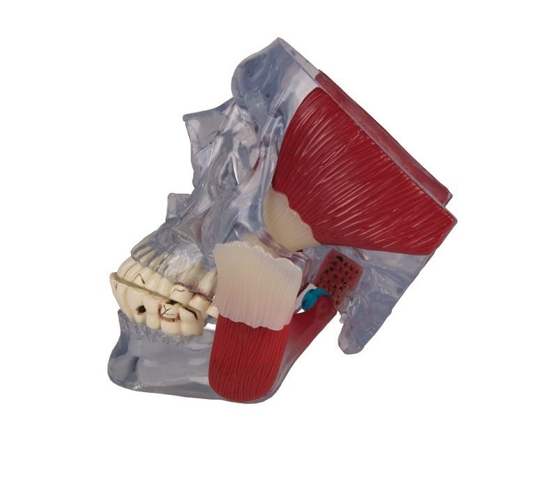Temporomandibular Joint model Erler Zimmer for £120.04 in Human skull model