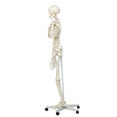 Human Skeleton Model Stan on base stand A10 for £284.58