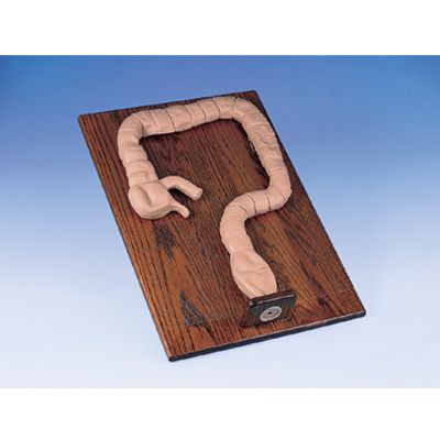 Sigmoidoscopic Examination Simulator W44013 à £957.23