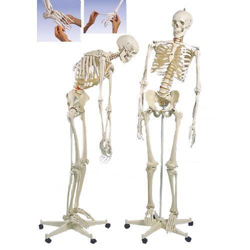 Flexible Human Skeleton model Fred A15/2 for £521.26