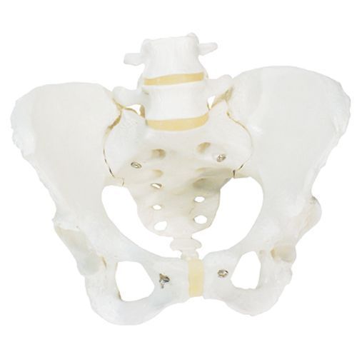Female pelvic skeleton model A61 for £69.85 in Human pelvis model