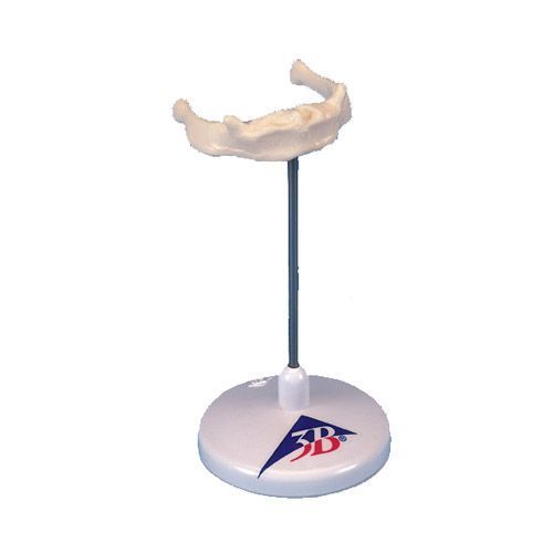 Hyoid bone model A71/9 for £25.35 in Vertebrae model