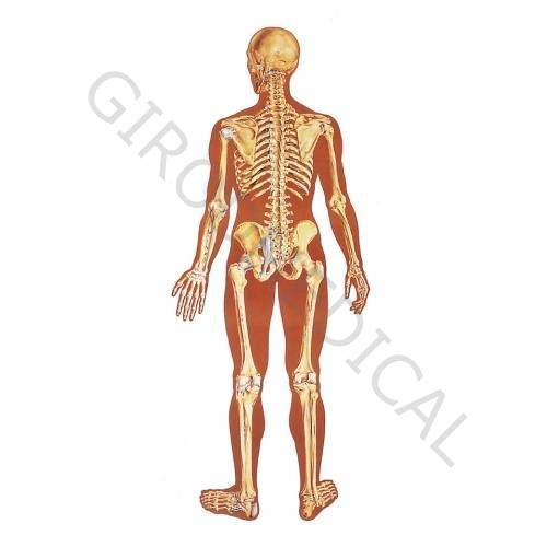 Back view of the human skeleton model with ligaments V2002U for £27.92
