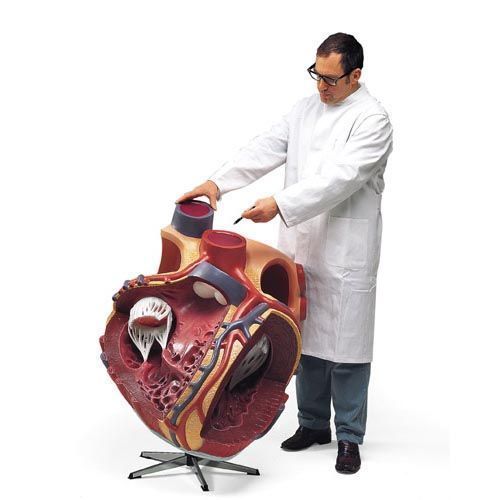 Giant Heart model 8 times life size VD250 for £6,348.78