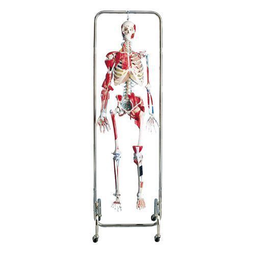 Orthopaedic Skeleton model W47000 for £7,067.57 in Human skeleton model