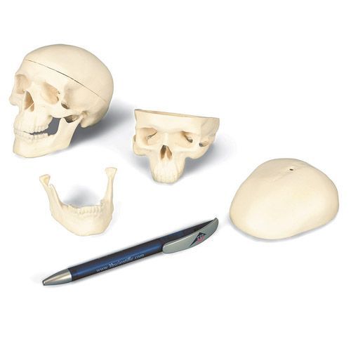 Mini Human Skull Model, 3 part for £27.94 | Medical supplies