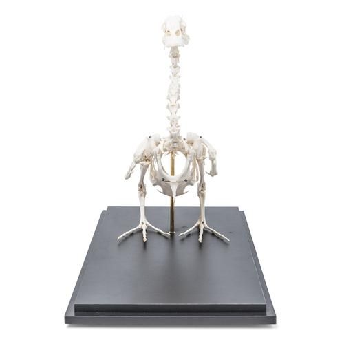 Mallard Duck skeleton (Anas platyrhynchos) T30035 à £1,644.37