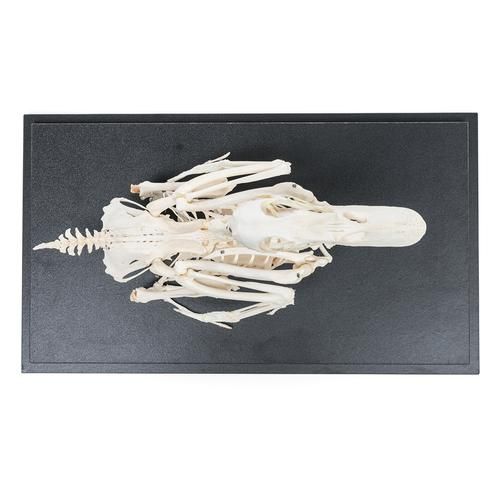 Mallard Duck skeleton (Anas platyrhynchos) T30035 à £1,644.37