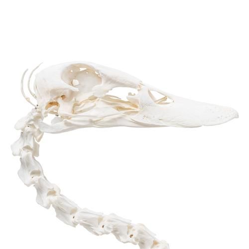 Mallard Duck skeleton (Anas platyrhynchos) T30035 à £1,644.37