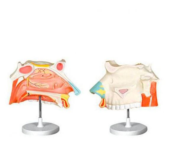 Mediprem 2-part nasal septum model at £188.86
