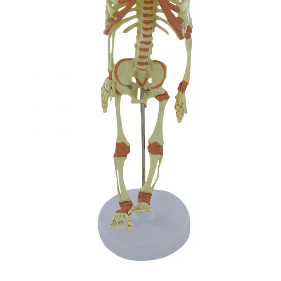 Mediprem articulated anatomic fetal skeleton model at £155.23