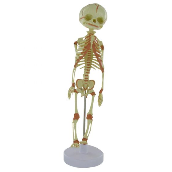 Mediprem articulated anatomic fetal skeleton model at £155.23